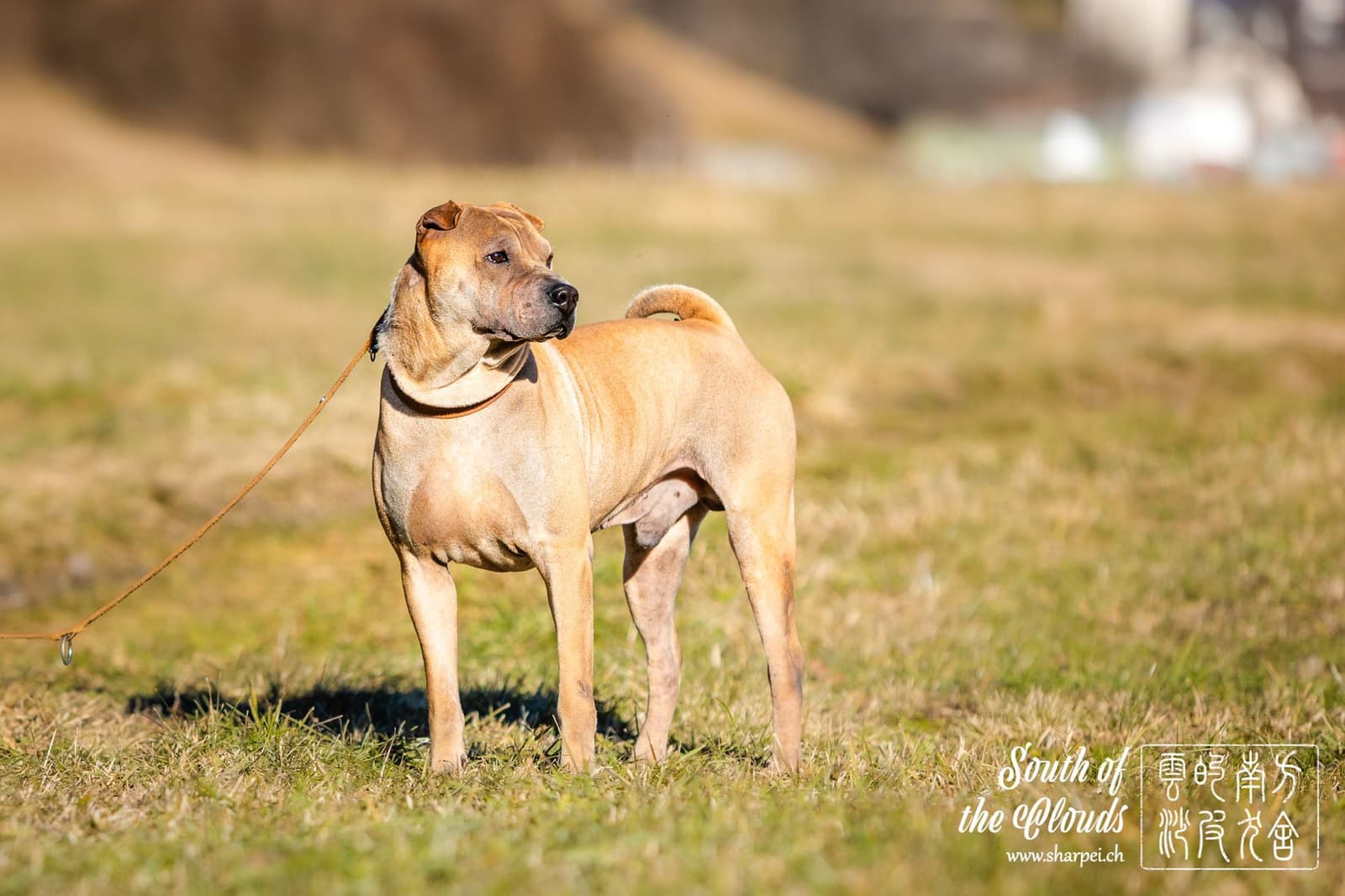 Panhu | The chinese Shar Pei