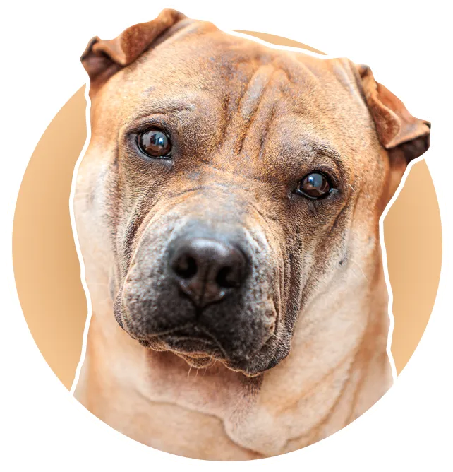 FAQ | The chinese Shar Pei